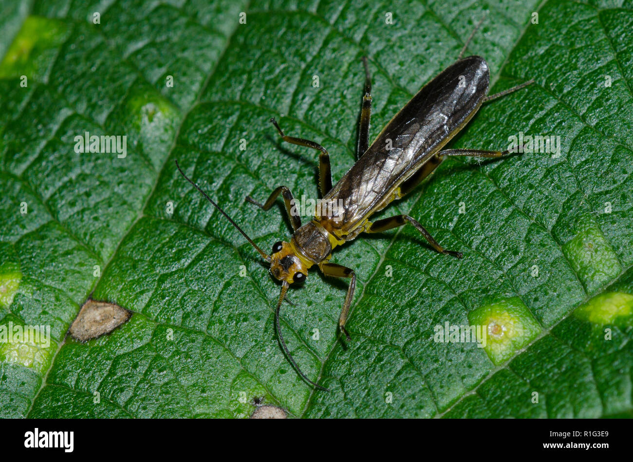 Stonefly, Order Plecoptera Stock Photo - Alamy