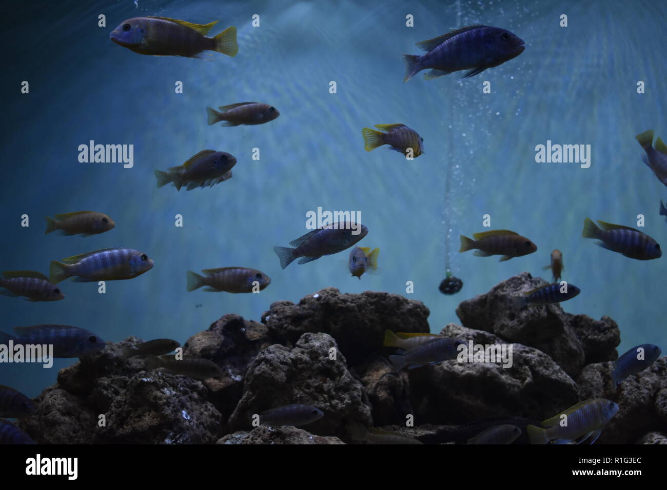 Amazing underwater marine life hi-res stock photography and images - Alamy