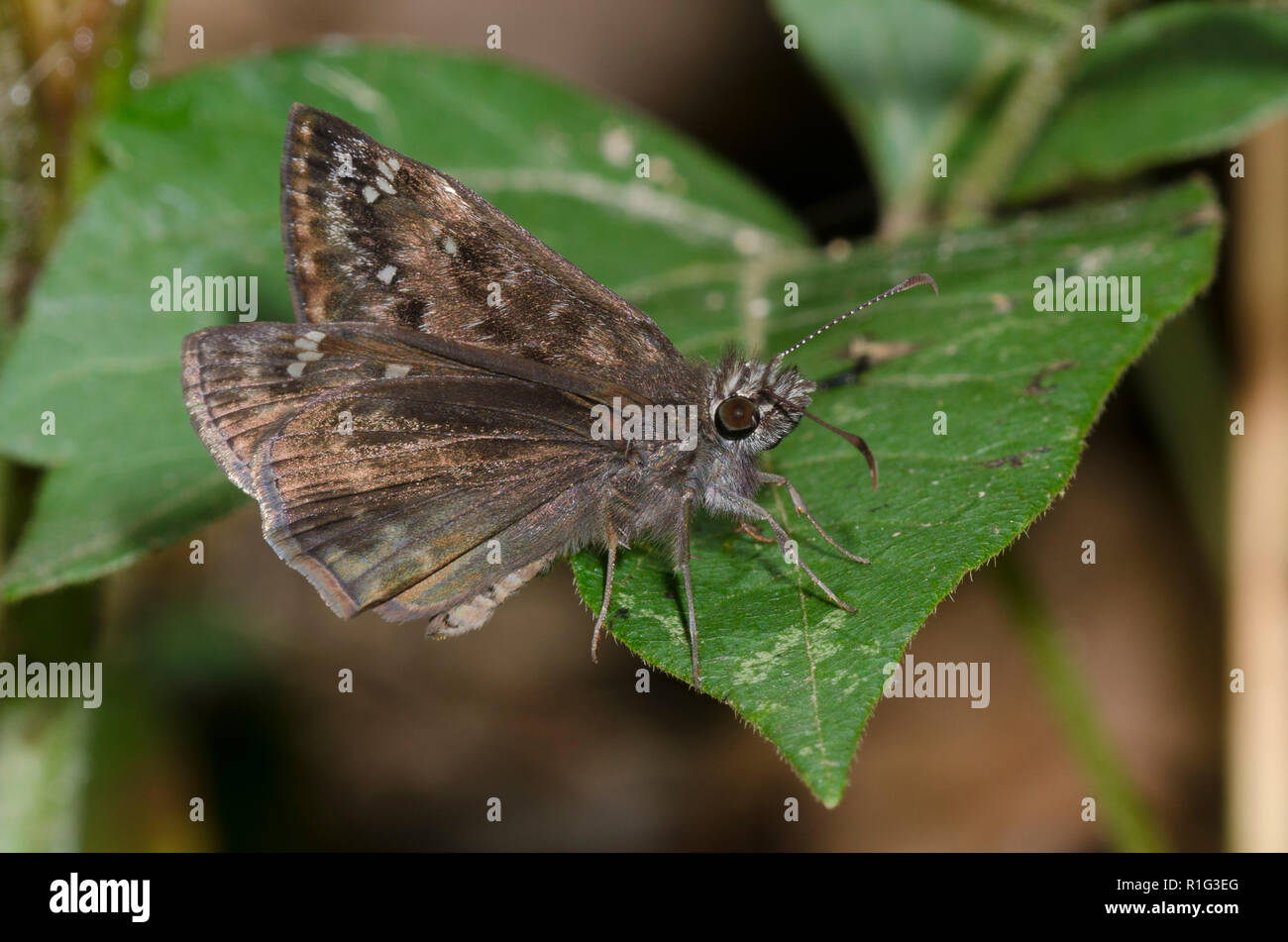 Horaces duskywing erynnis horatius hi-res stock photography and images ...