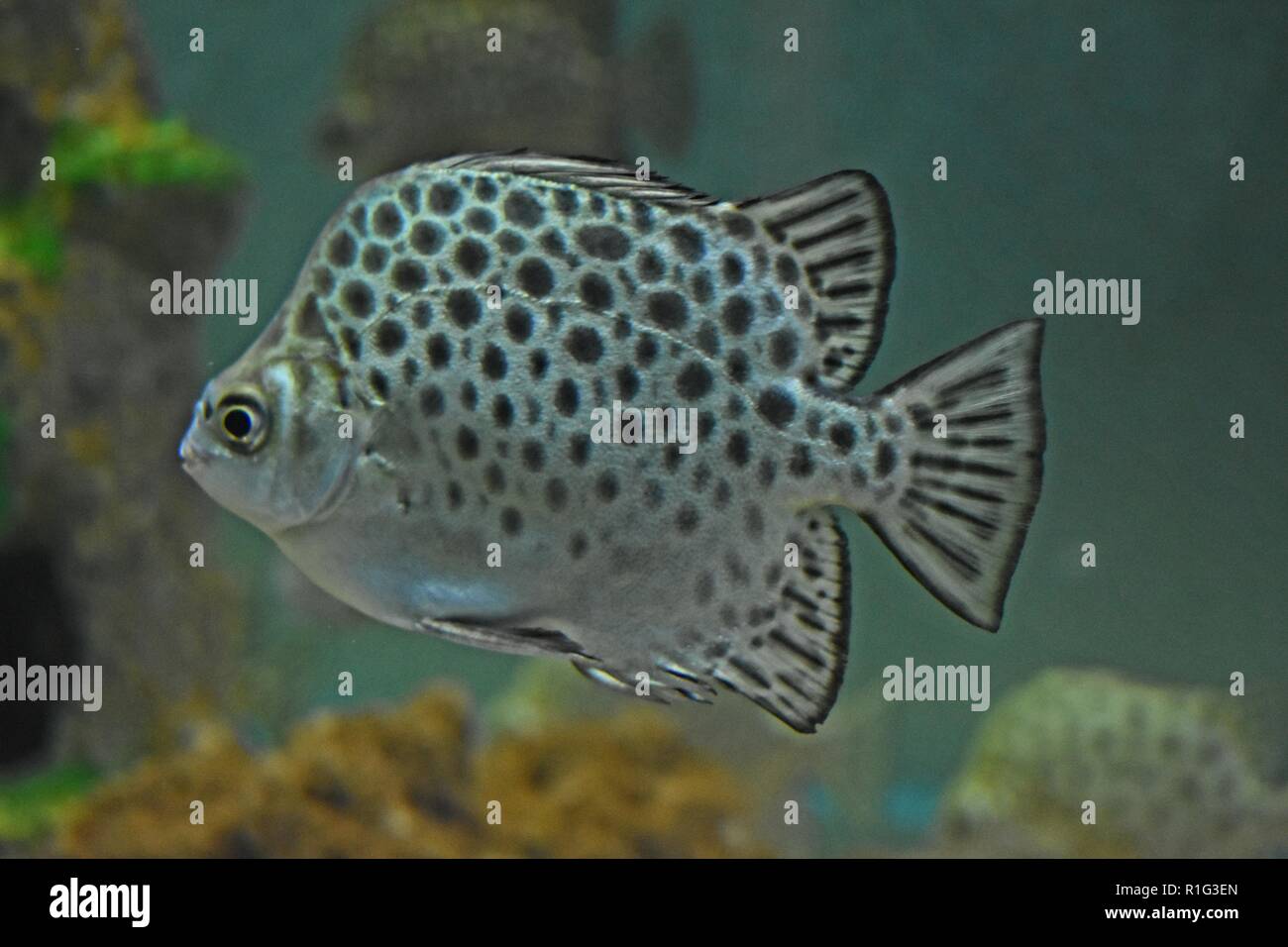 Aquarium photography spot hi-res stock photography and images - Alamy