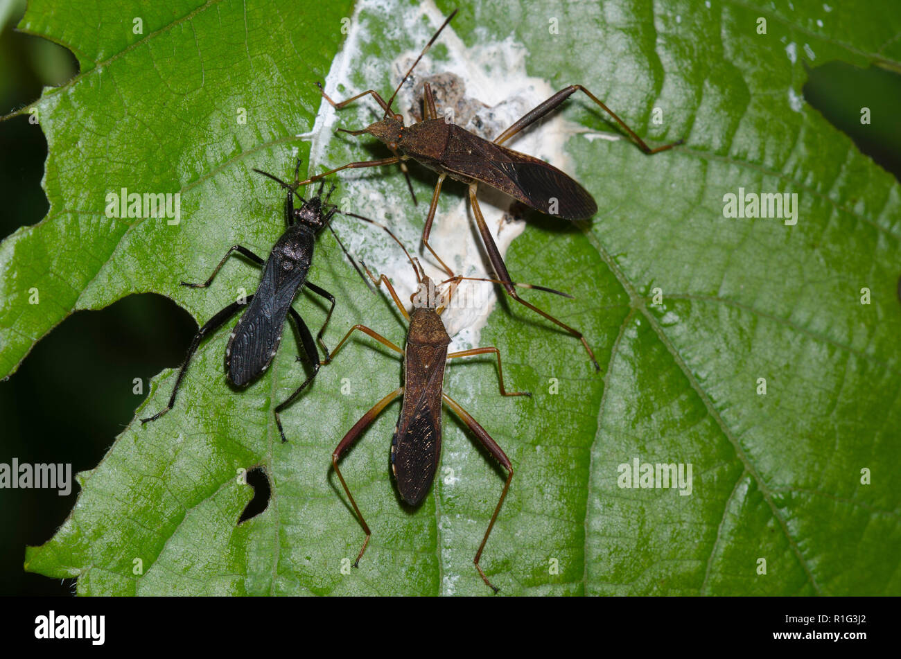 Two Lupine Bugs, Megalotomus quinquespinosus, and another species of ...