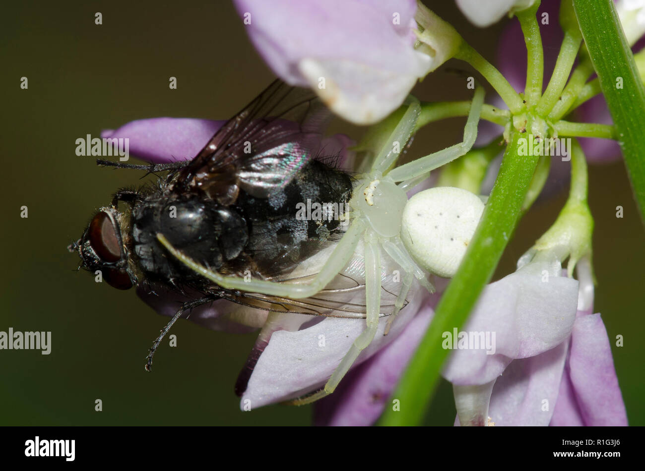 Crab Spider, Family Thomisidae, with fly, Order Diptera, prey on red ...