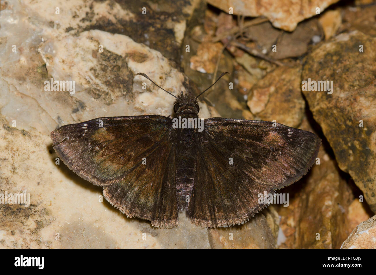 Wild Indigo Duskywing, Gesta baptisiae, male Stock Photo - Alamy