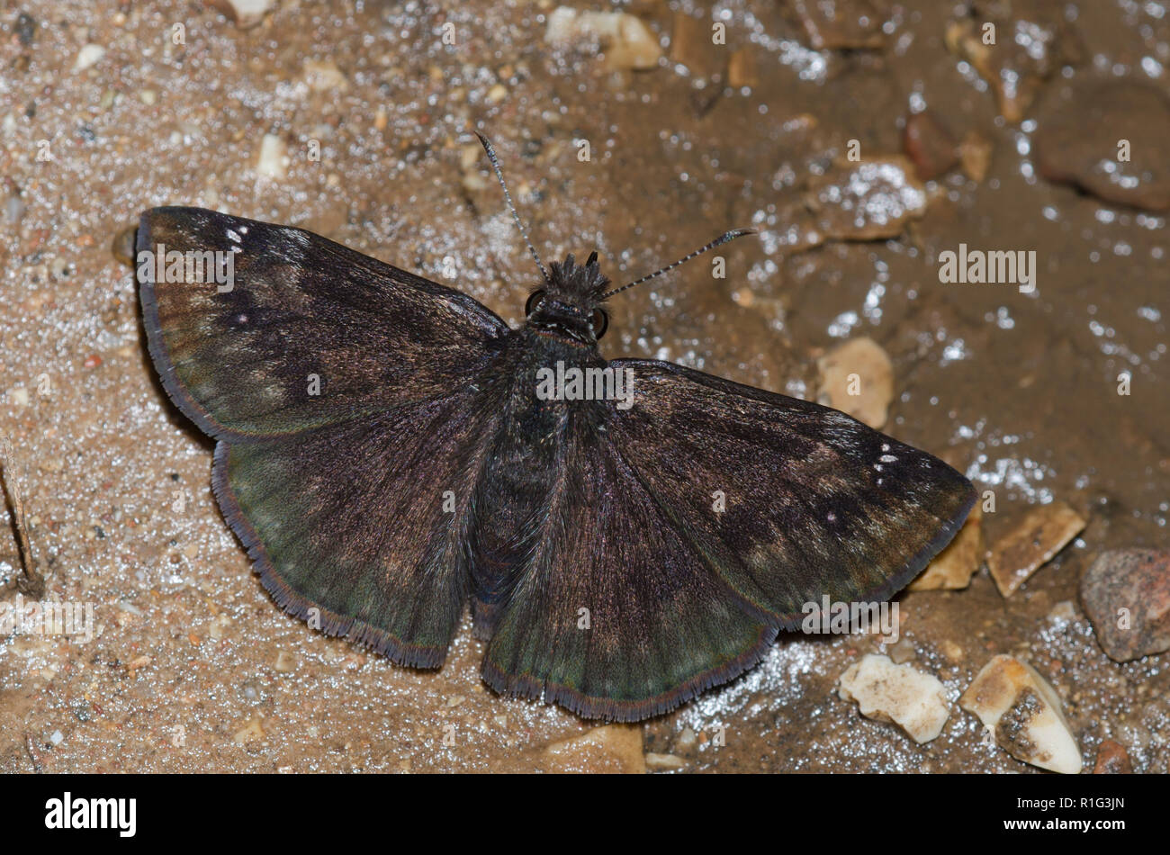 Wild Indigo Duskywing, Gesta baptisiae, male Stock Photo - Alamy