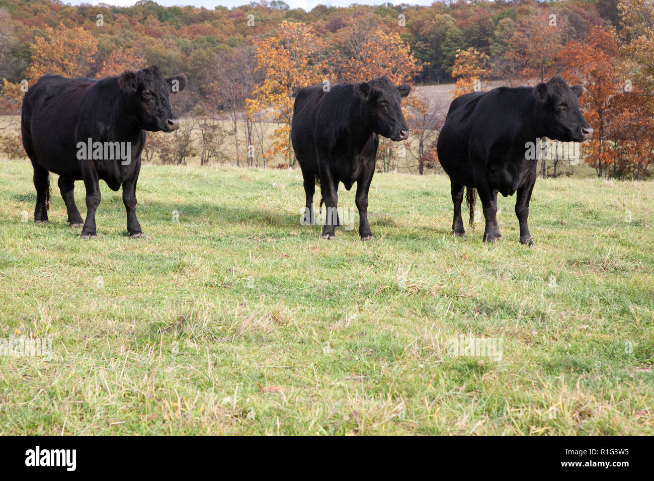 Three aberdeen angus cattle in hi-res stock photography and images - Alamy