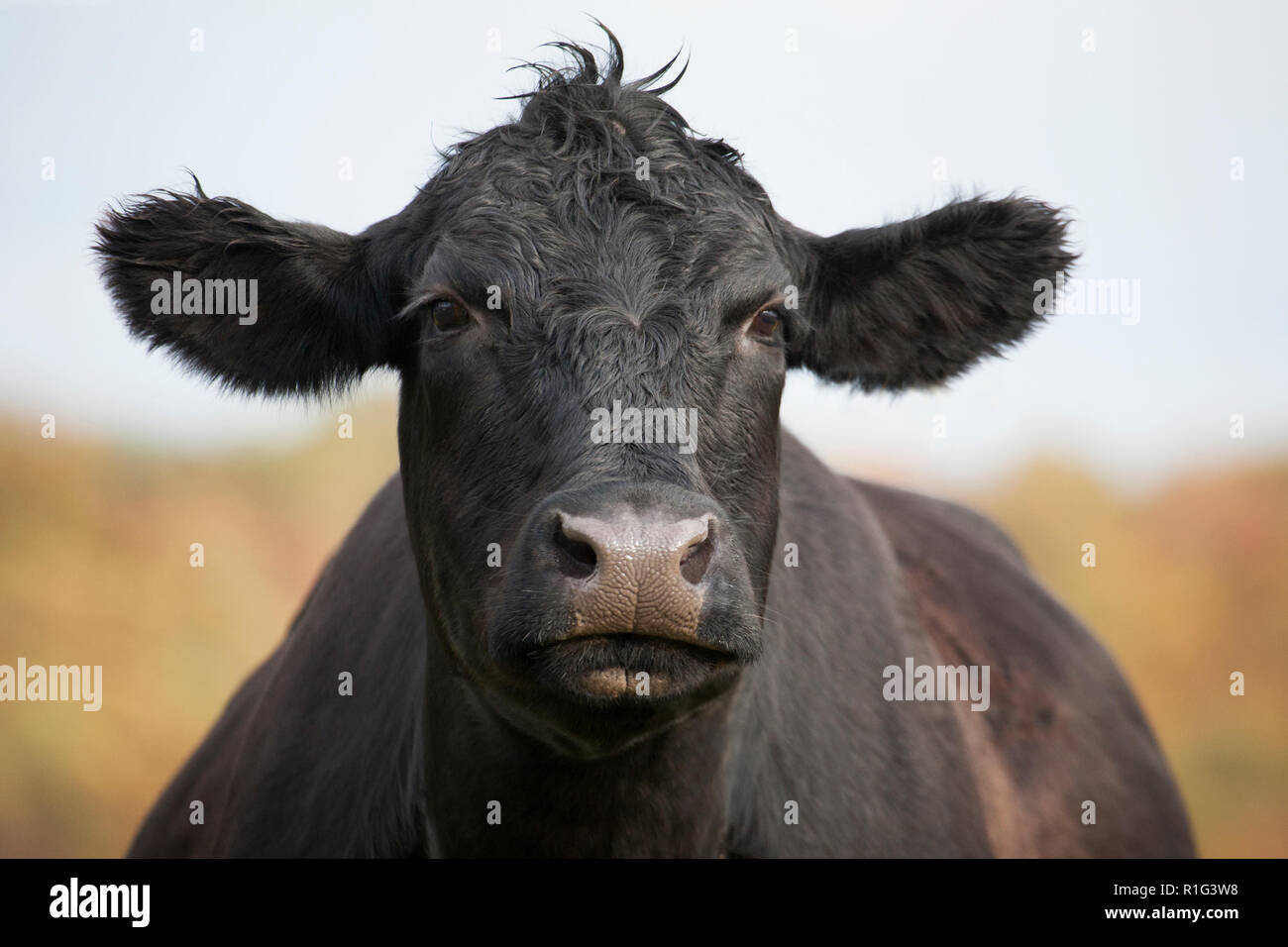 Black Angus Cow Stock Photos & Black Angus Cow Stock Images - Alamy