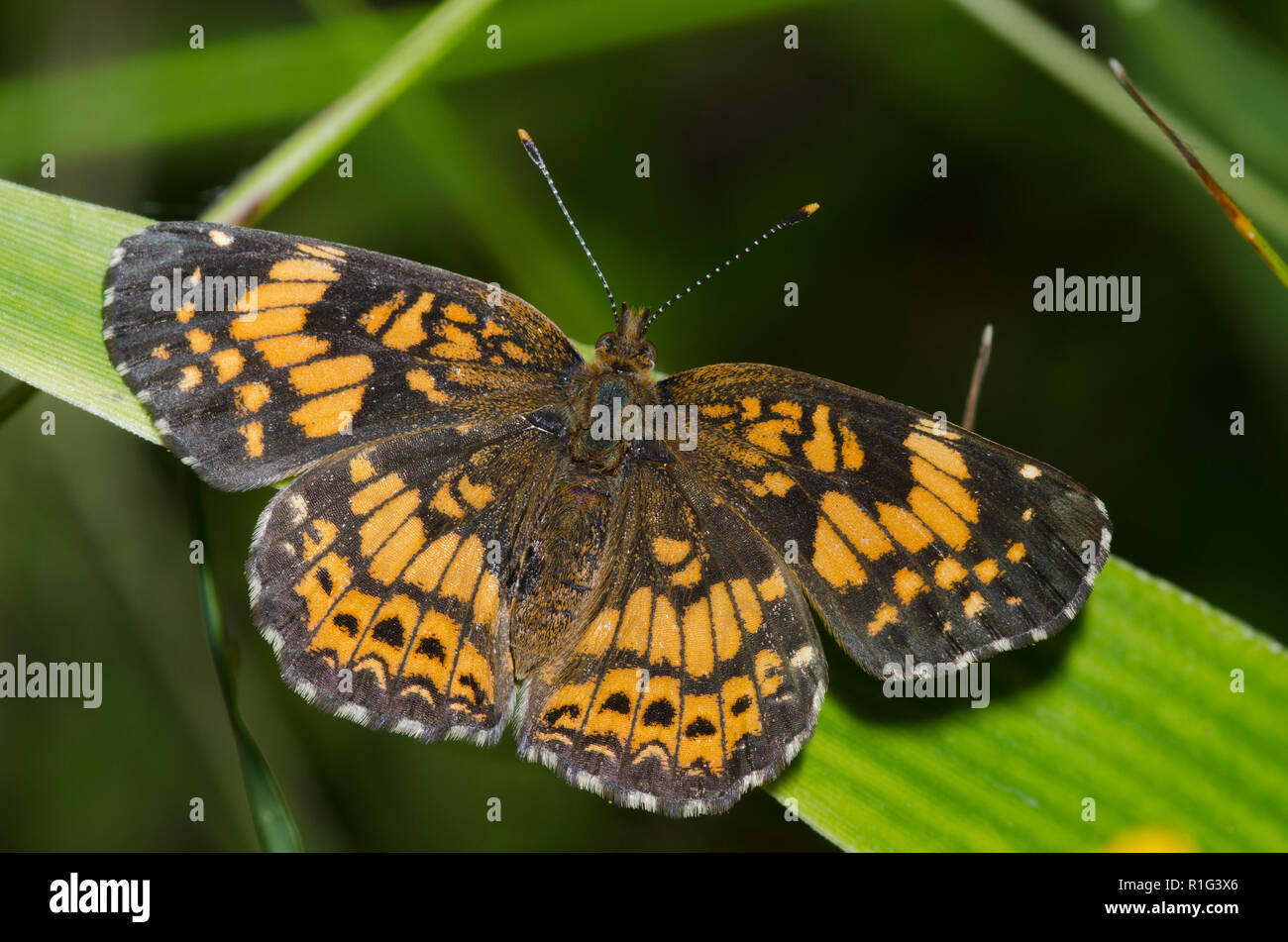 Gorgone Checkerspot, Chlosyne gorgone Stock Photo - Alamy