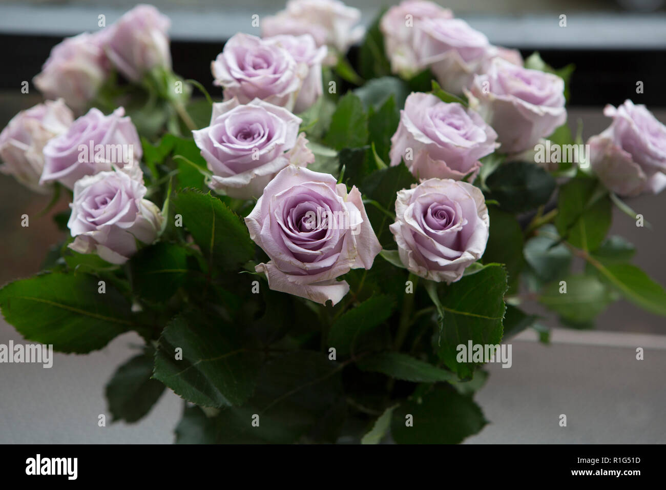purple roses beautiful Stock Photo - Alamy