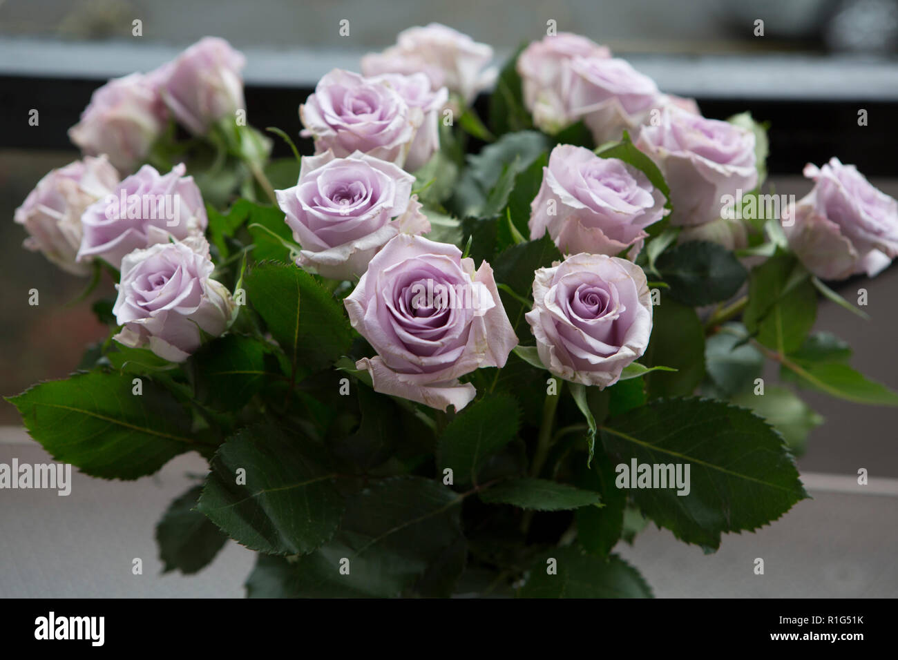purple roses beautiful Stock Photo - Alamy