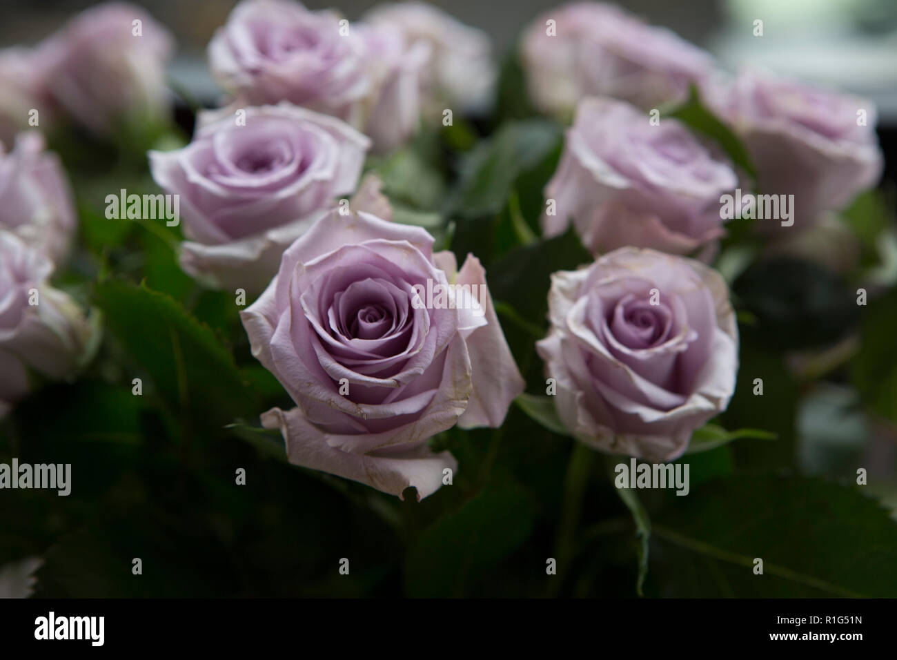 purple roses beautiful Stock Photo - Alamy