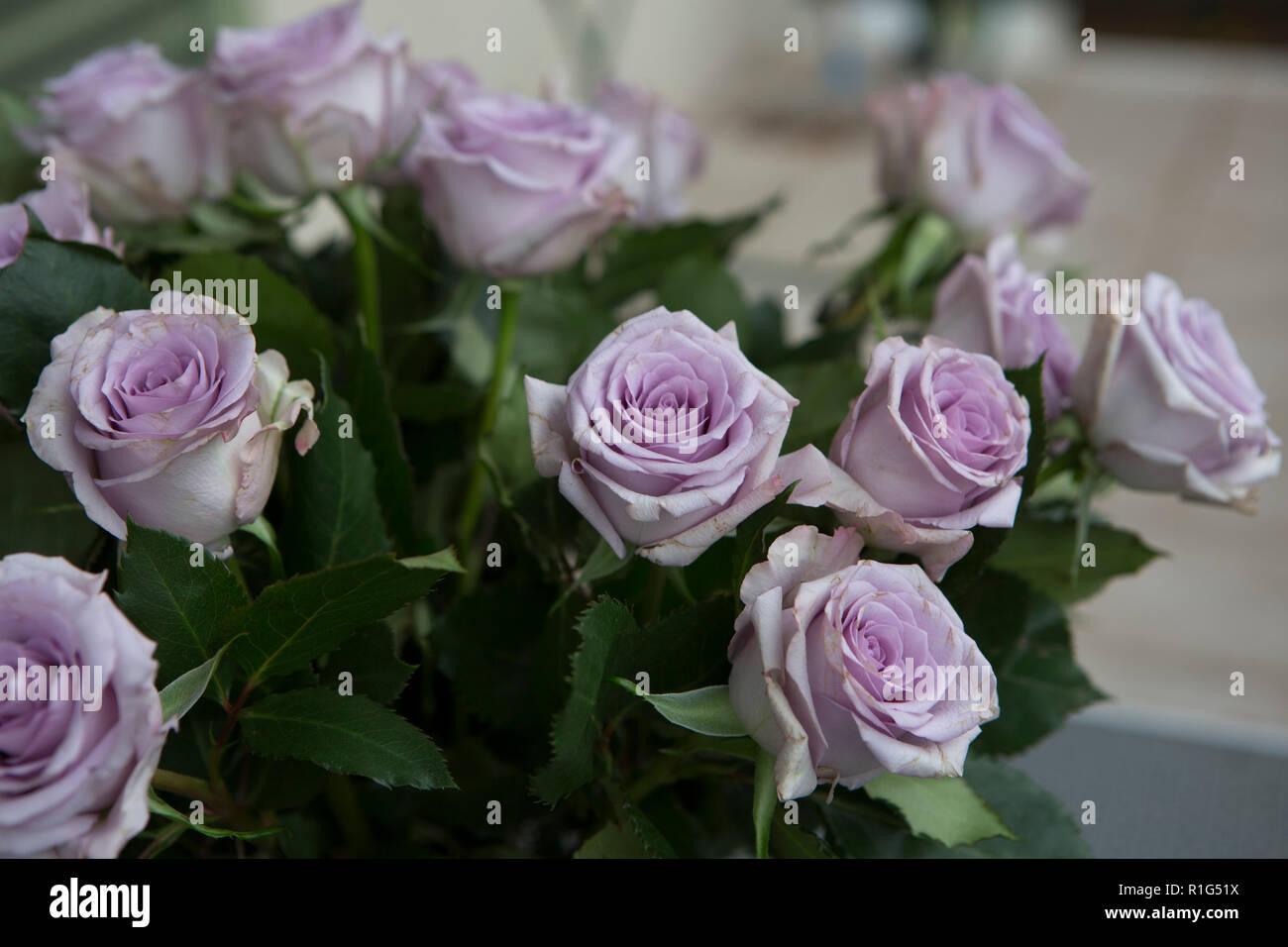 purple roses beautiful Stock Photo - Alamy
