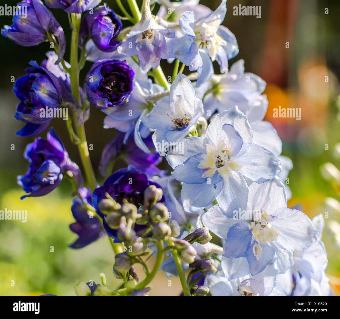 Larkspur leaf hi-res stock photography and images - Alamy