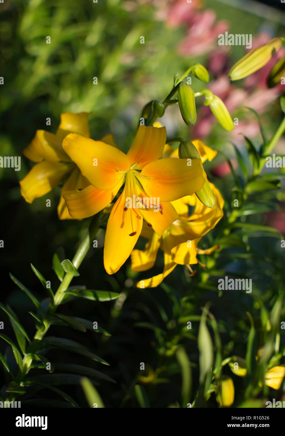 Bright yellow lily (Lilium) flower shadowed but with the beam of ...