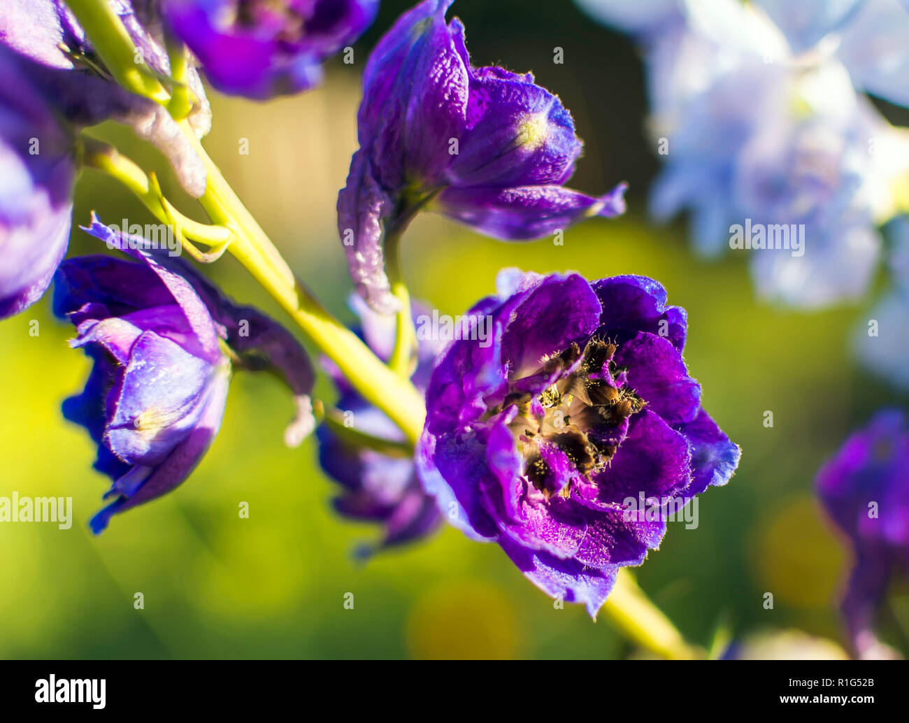 Larkspur leaf hi-res stock photography and images - Alamy
