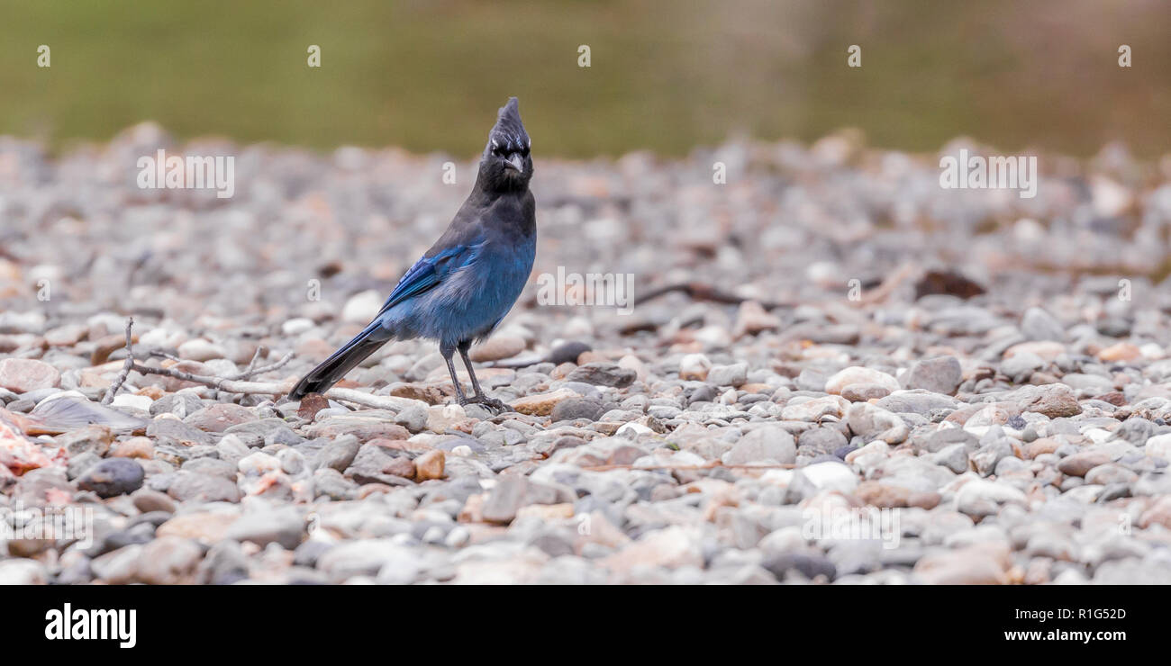 A Steller's jay (provincial bird of British Columbia) on the riverbank ...