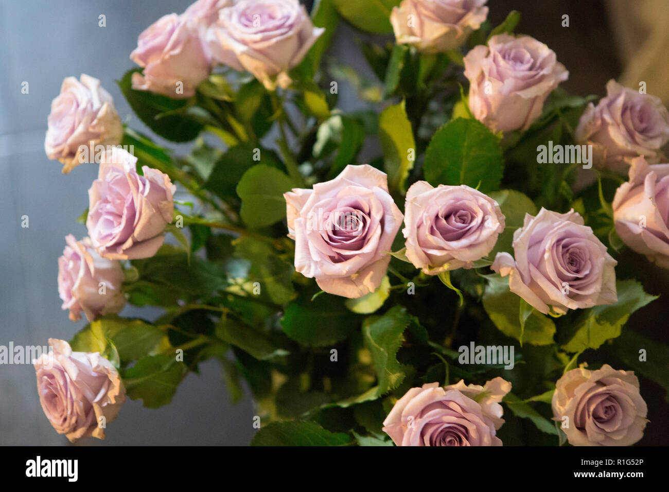 purple roses beautiful Stock Photo - Alamy