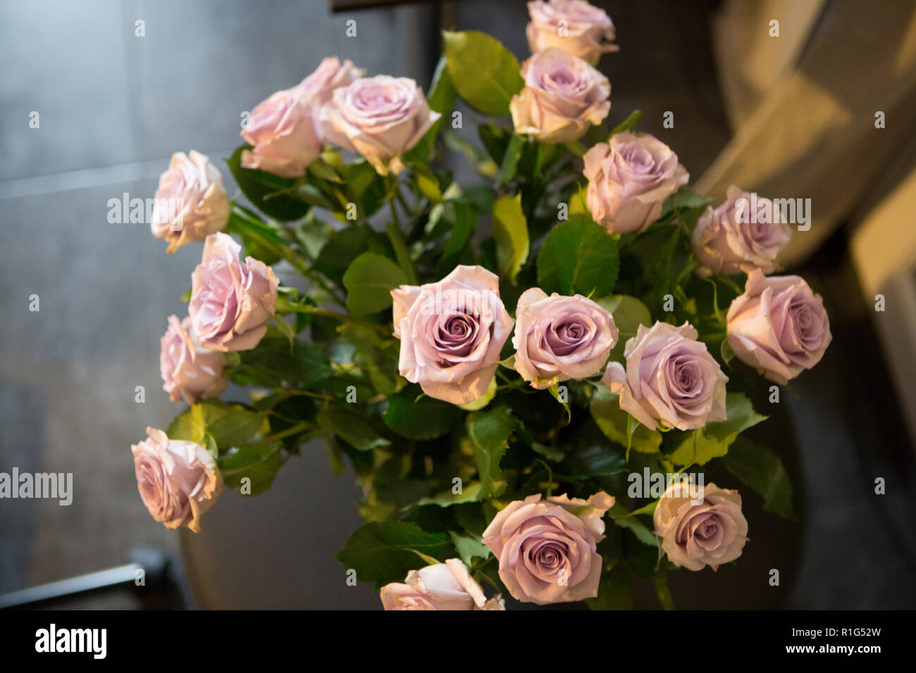 purple roses beautiful Stock Photo - Alamy