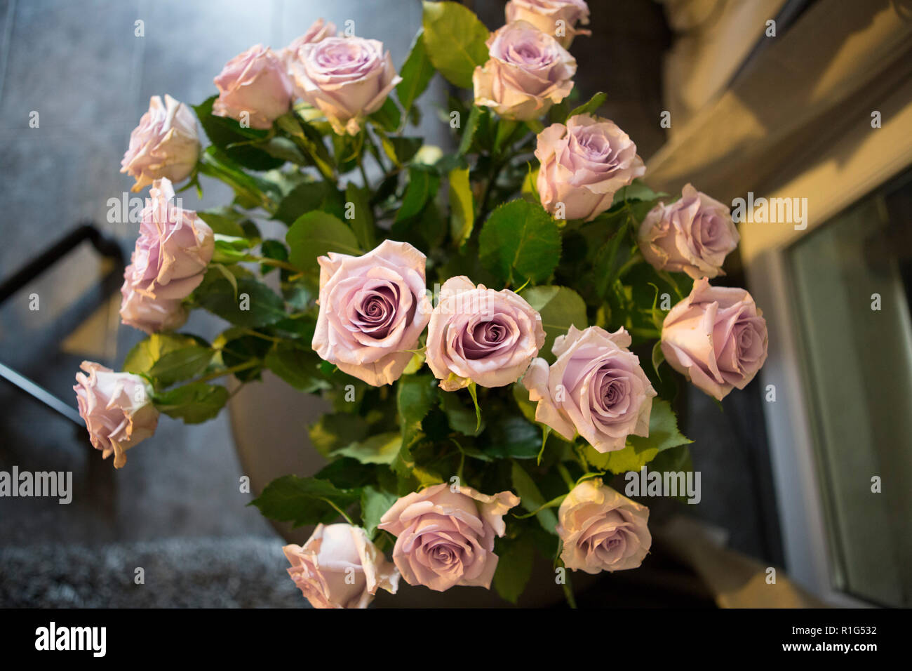 purple roses beautiful Stock Photo - Alamy