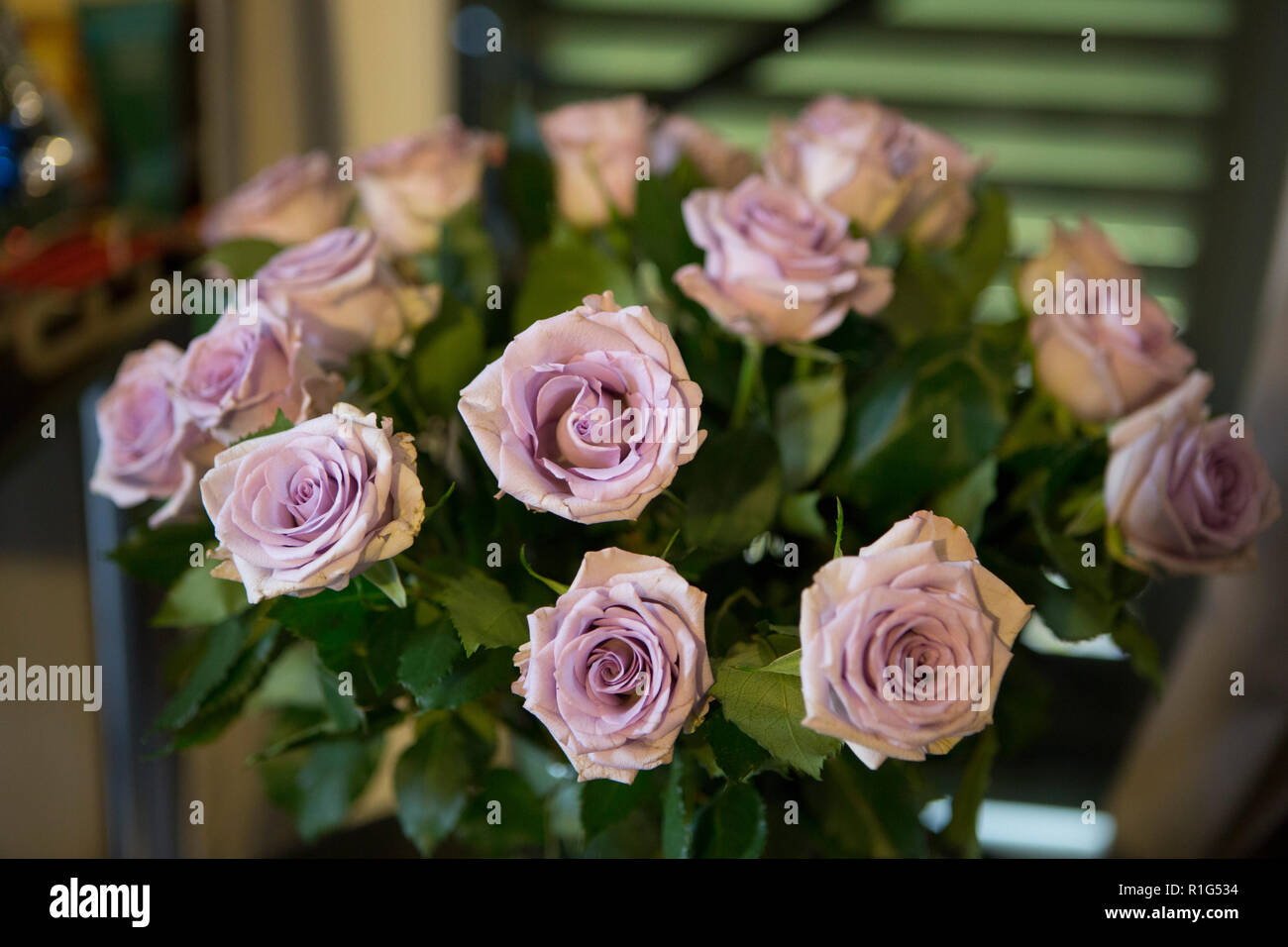 purple roses beautiful Stock Photo - Alamy