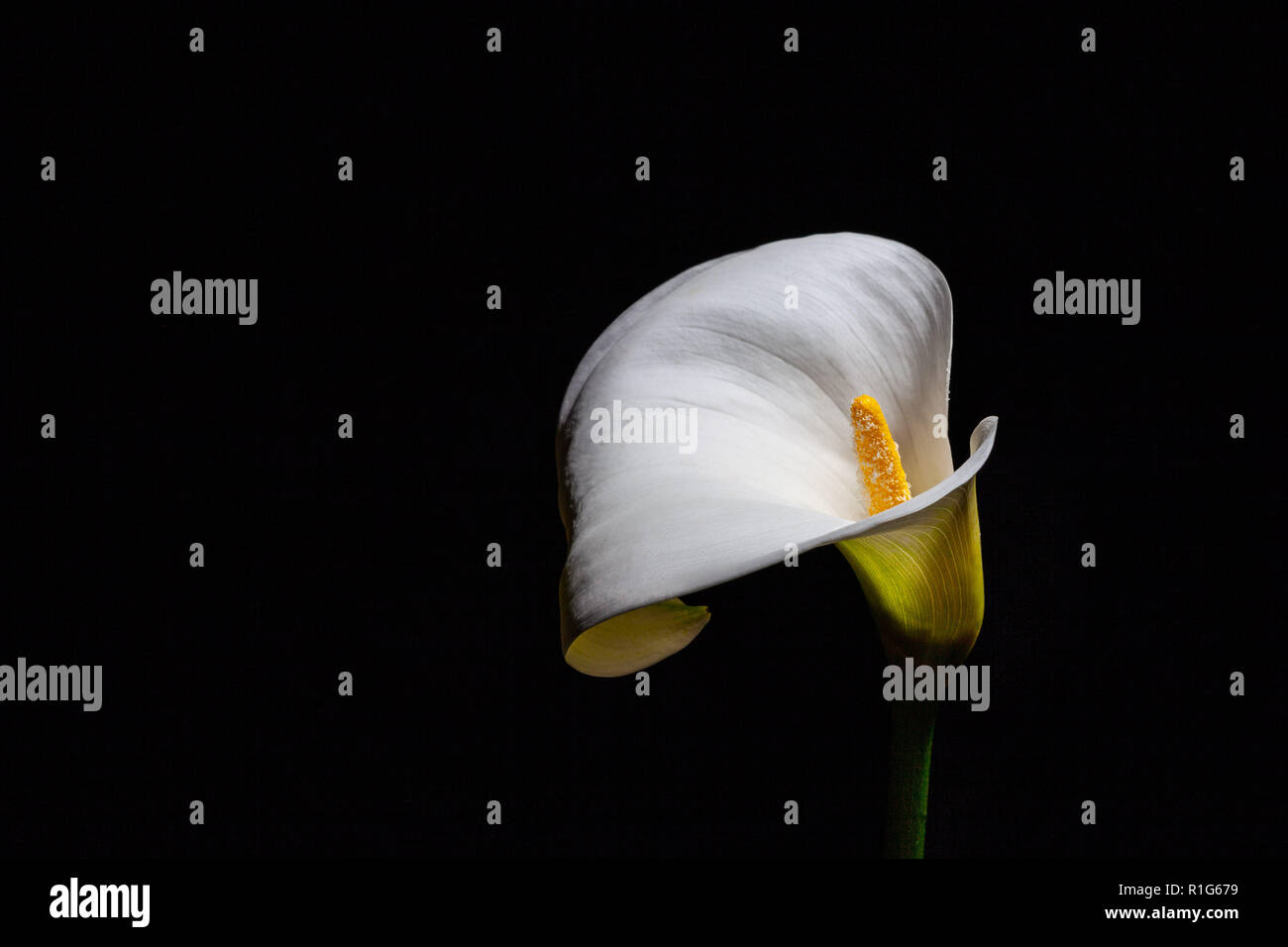 Calla lily black background hi-res stock photography and images - Alamy