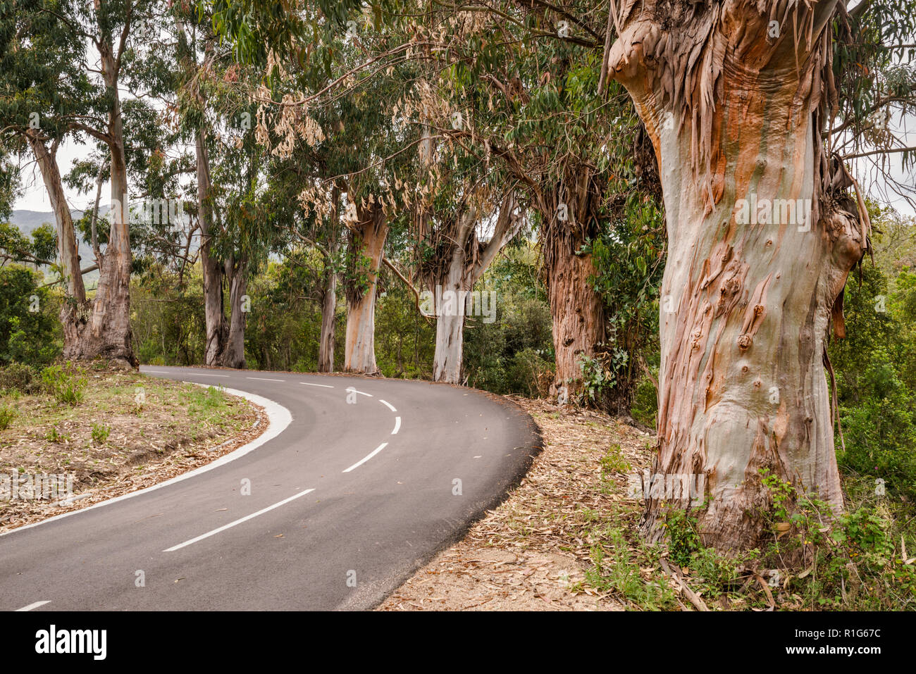 Invasive species australia hi-res stock photography and images - Alamy