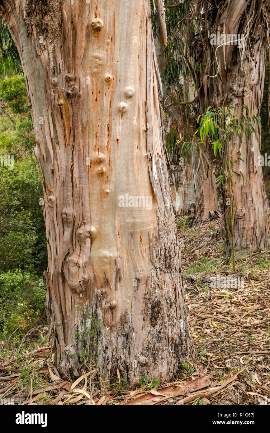 Eucalyptus tree trunks, invasive species brought from Australia, along ...
