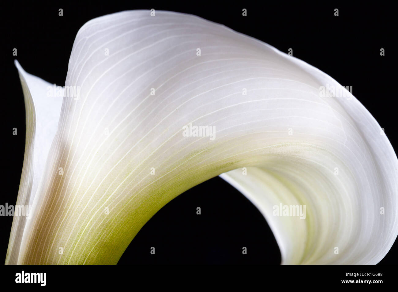 Calla lily flower extreme closeup on black background with copy space ...