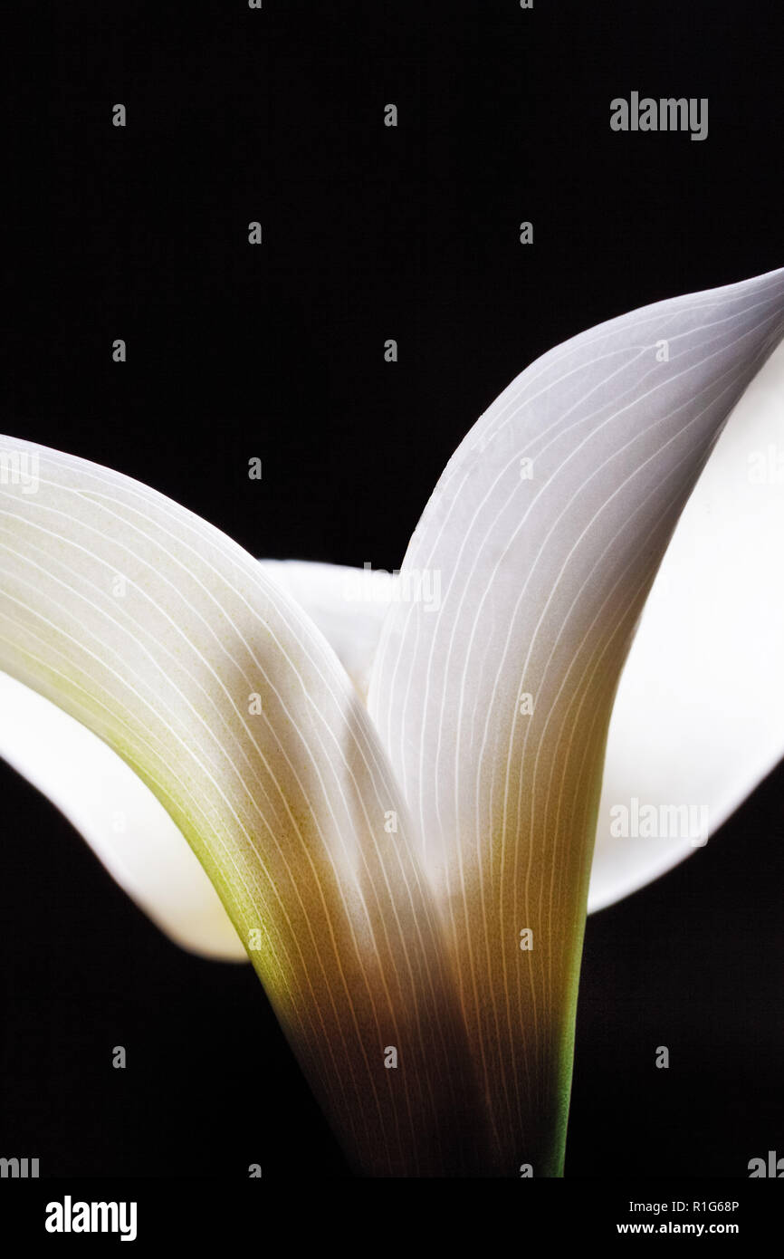 Calla lily palustris blooming hi-res stock photography and images - Alamy