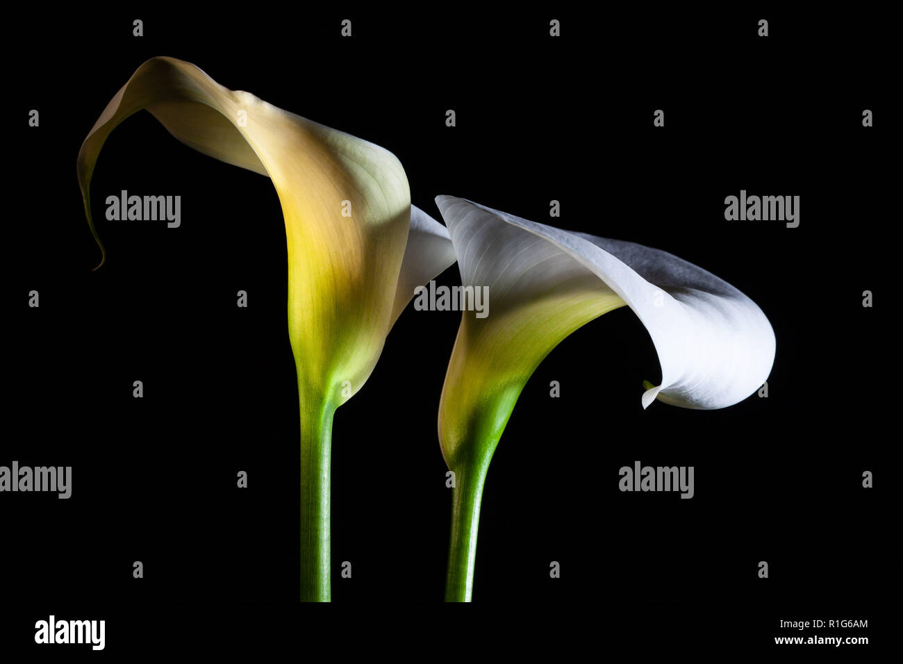 Two Calla lilies glowing closeup on black background with copy space ...