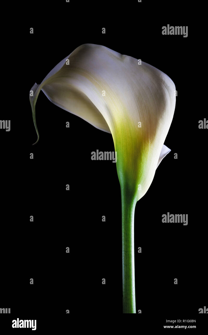 Calla lily flower on black background Stock Photo - Alamy