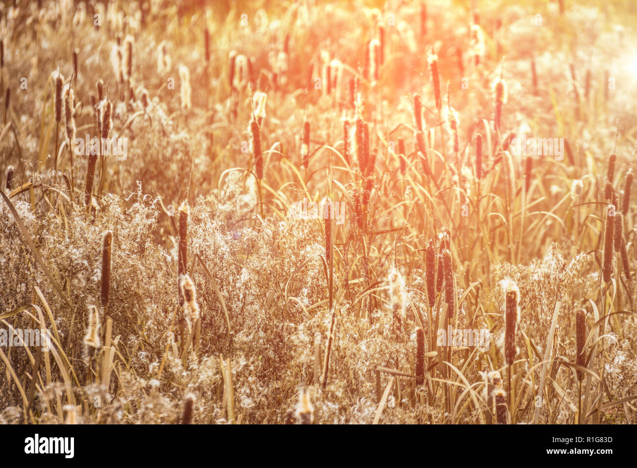 Wheat reeds hi-res stock photography and images - Alamy