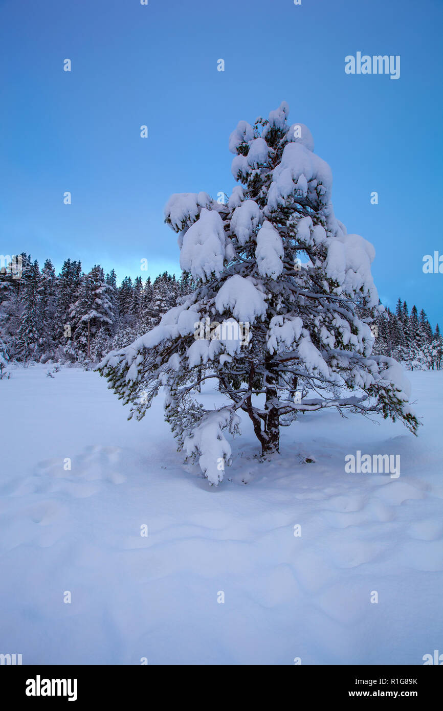 beautiful winter landscape snow tree Stock Photo - Alamy