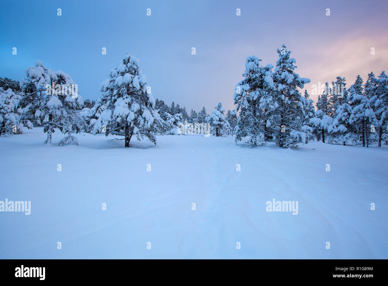 beautiful winter landscape snow tree Stock Photo - Alamy