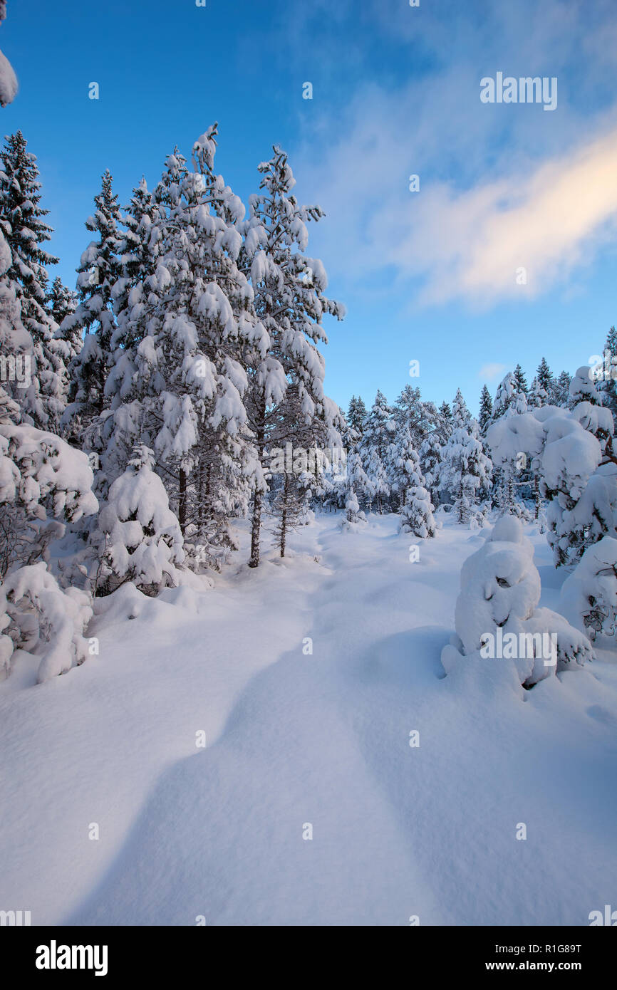 beautiful winter landscape snow tree Stock Photo - Alamy