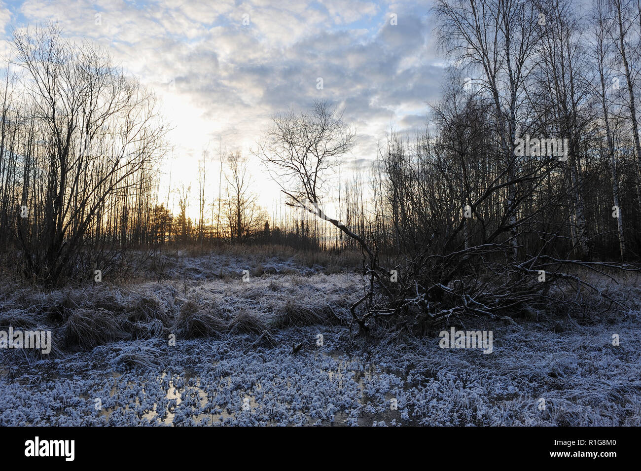 Meadow grass covered with frost due to the sharp cooling and high ...