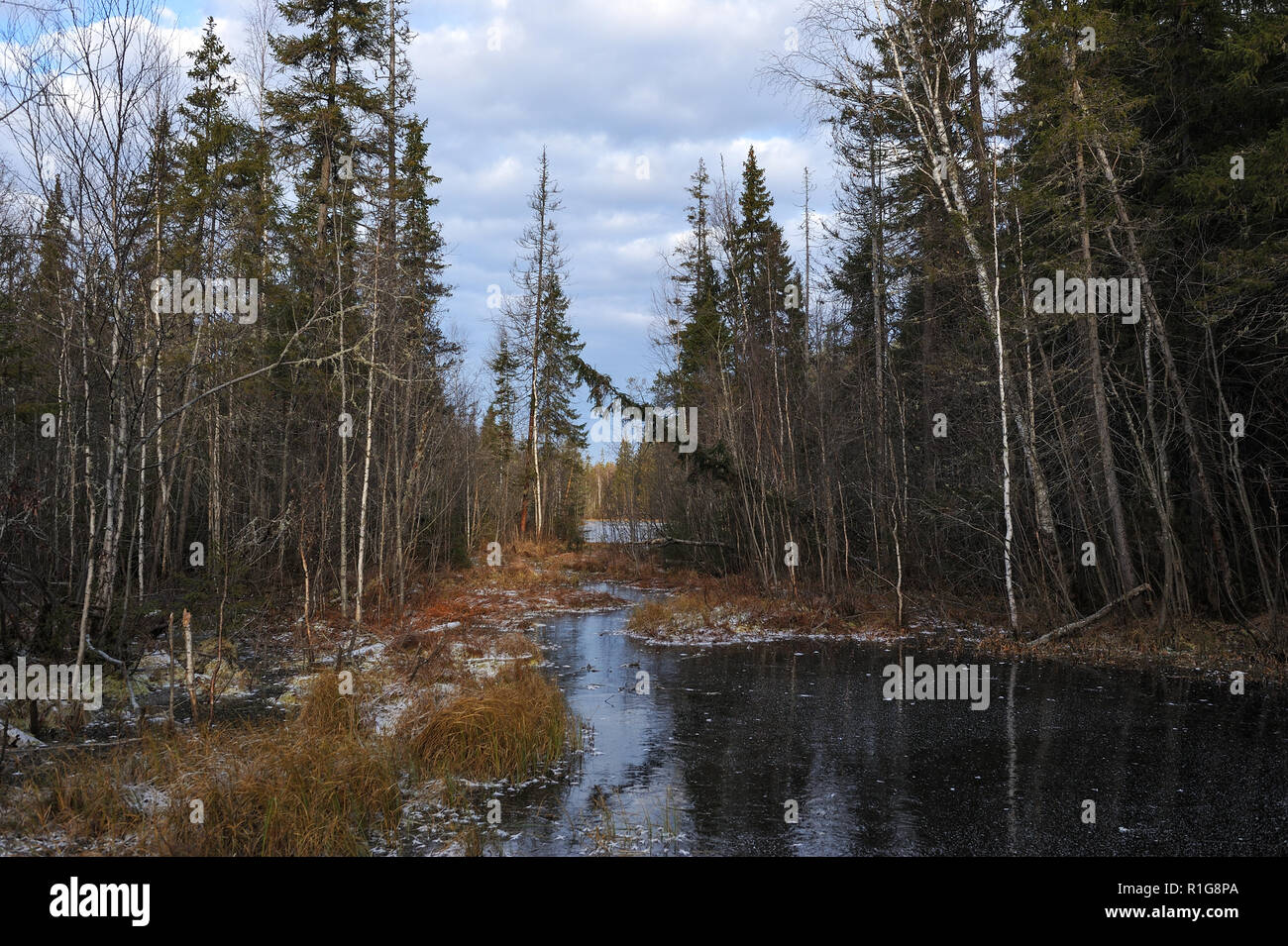 The breath of winter in the woods, near the shore of a forest lake ...