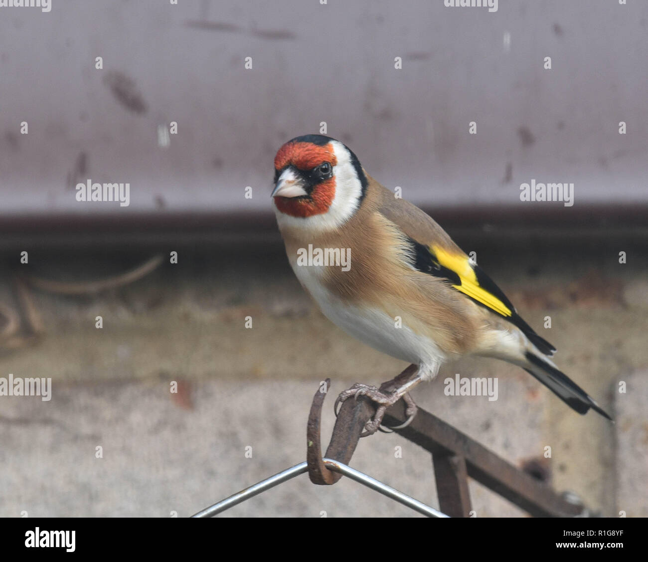 Watching birds in garden hi-res stock photography and images - Alamy