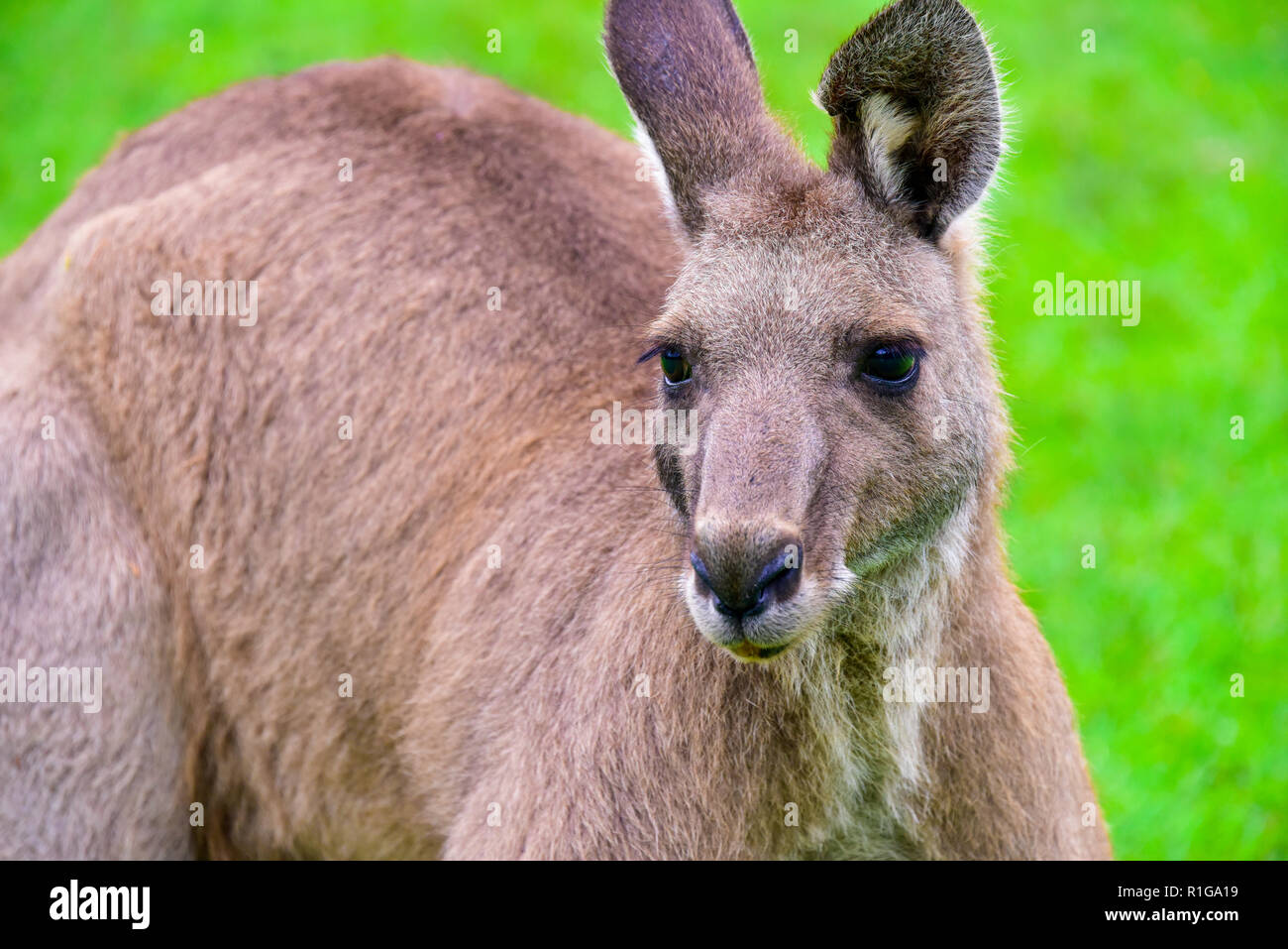 Kangaroo at the Park in Australia Stock Photo - Alamy