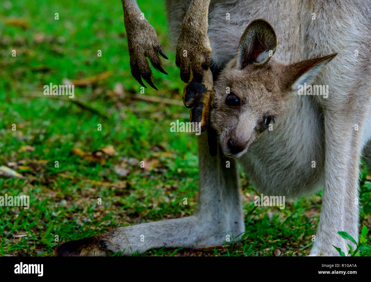 Kangaroo at the Park in Australia Stock Photo - Alamy