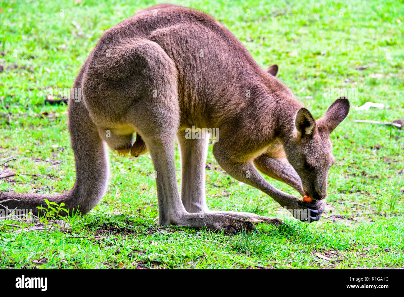 Kangaroo at the Park in Australia Stock Photo - Alamy