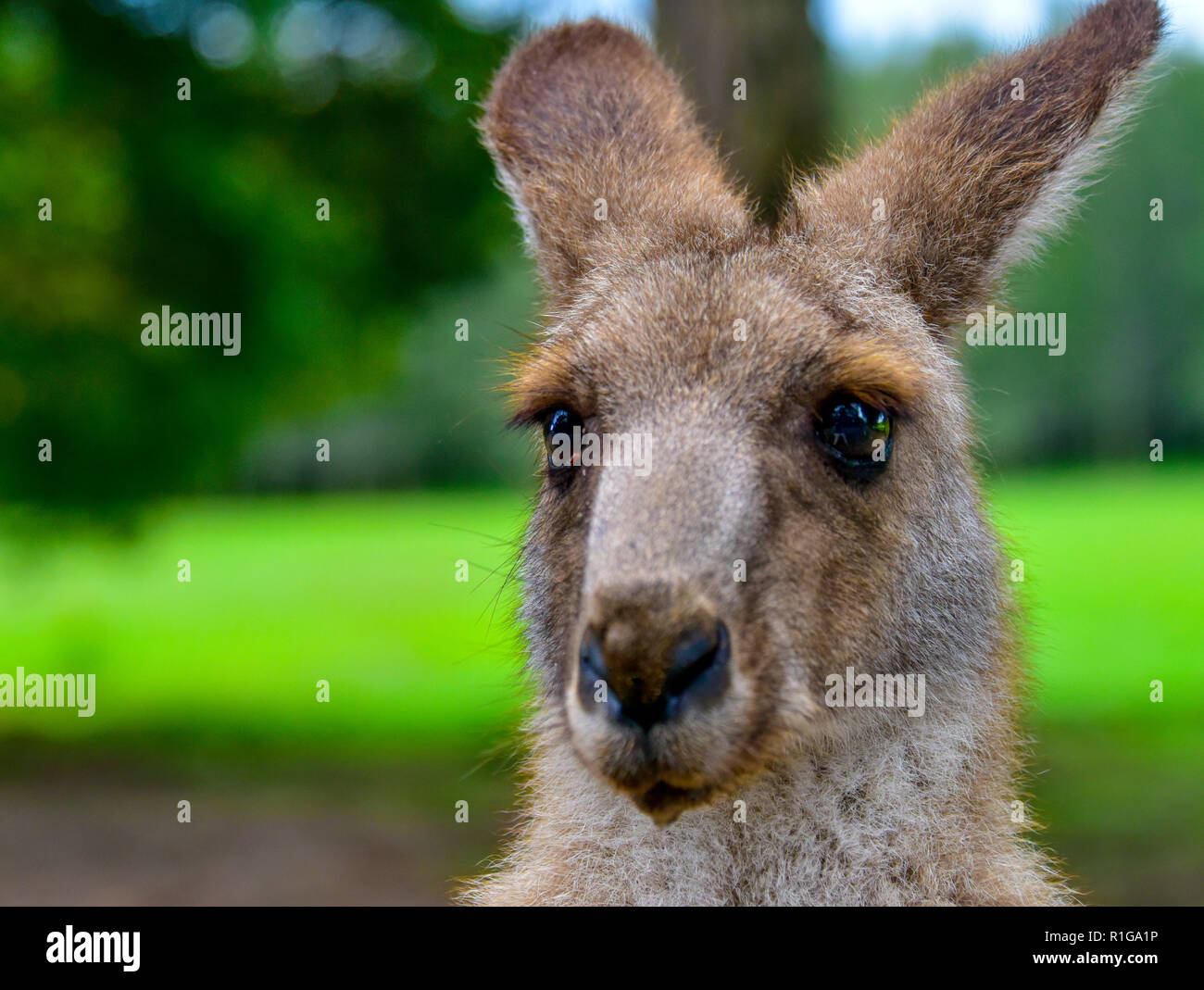 Kangaroo at the Park in Australia Stock Photo - Alamy