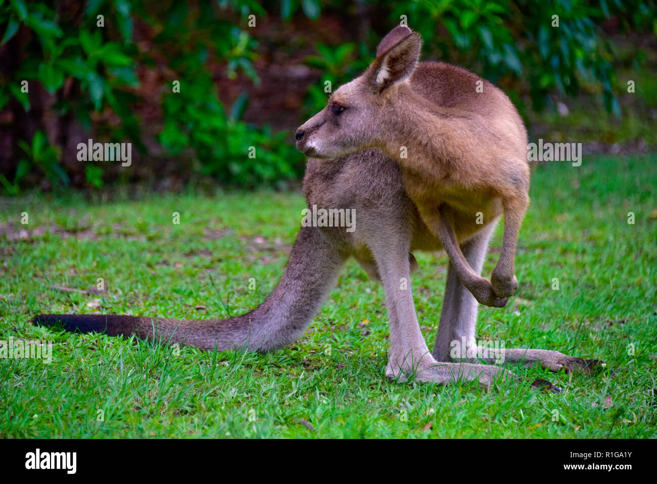Kangaroos in nature hi-res stock photography and images - Alamy