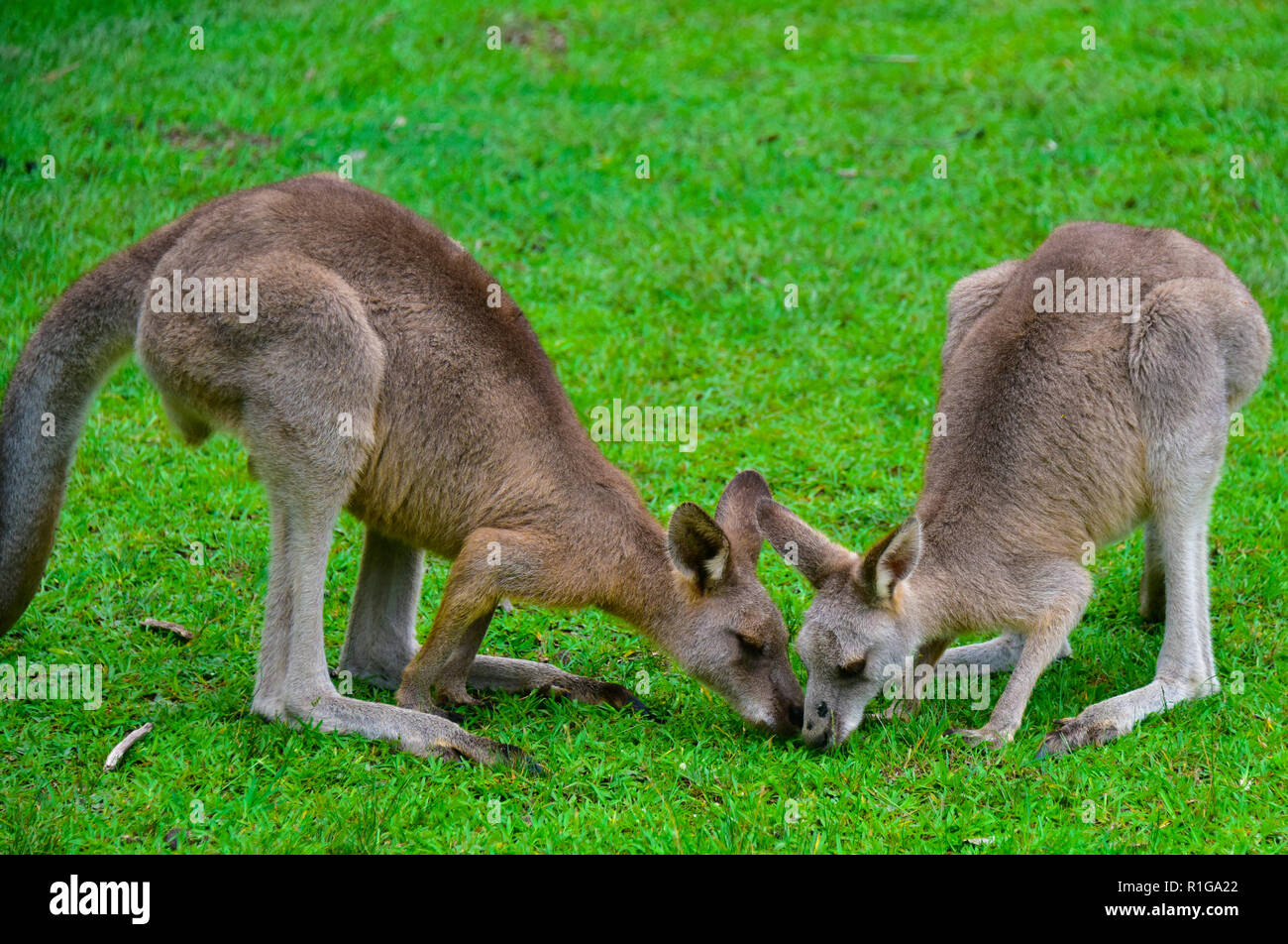 Kangaroo at the Park in Australia Stock Photo - Alamy
