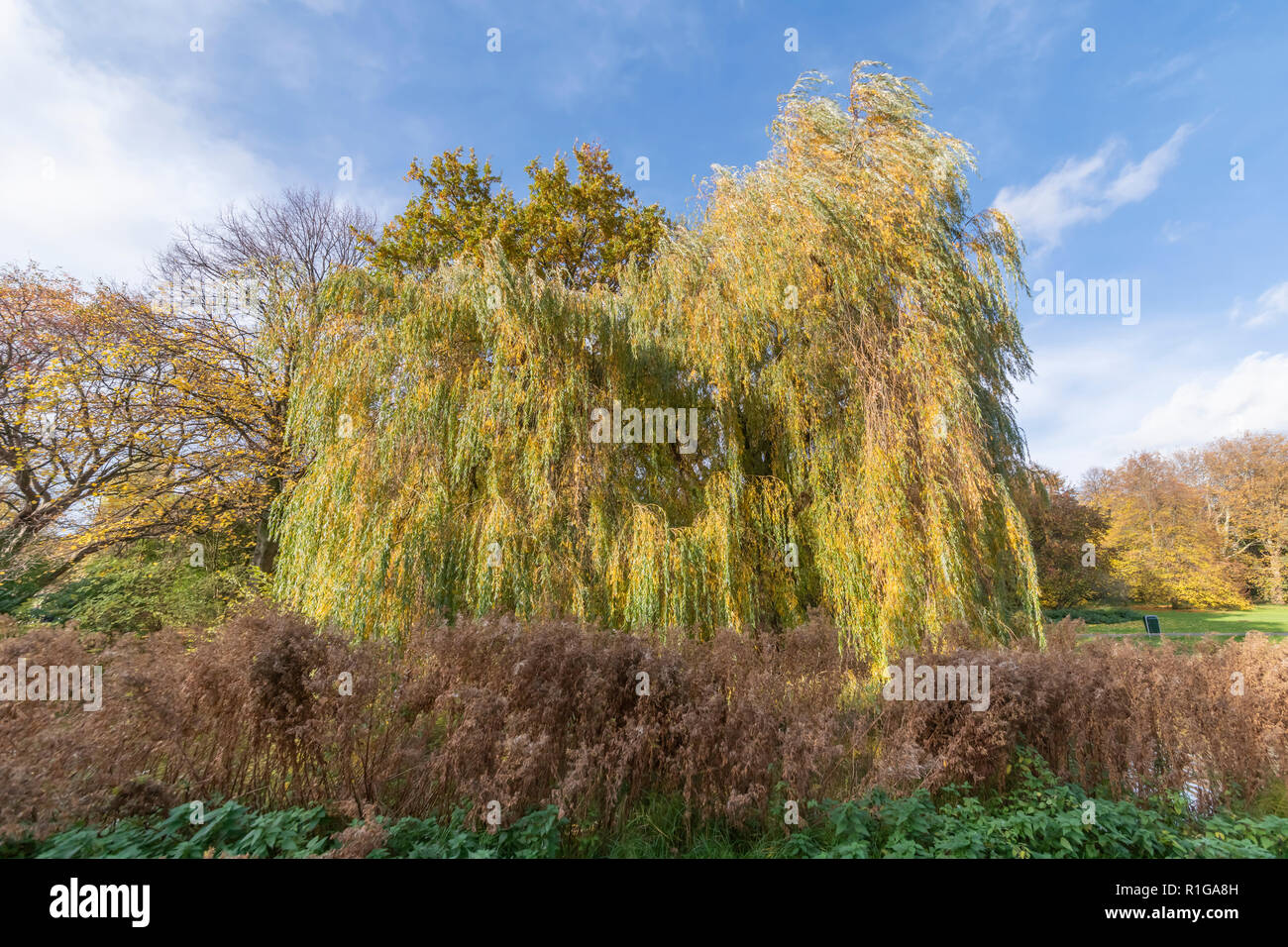 Gold nested light hi-res stock photography and images - Alamy