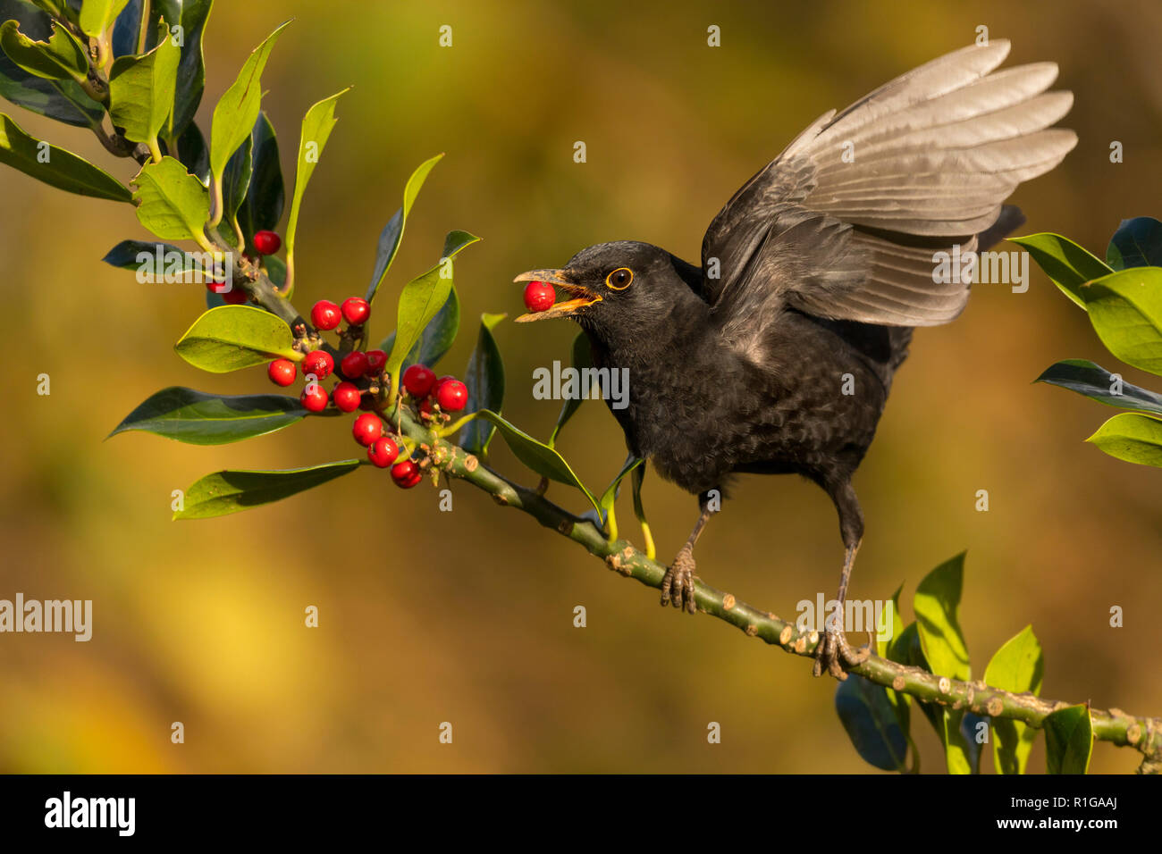 Blackbird Eating Holly Berry High Resolution Stock Photography and ...