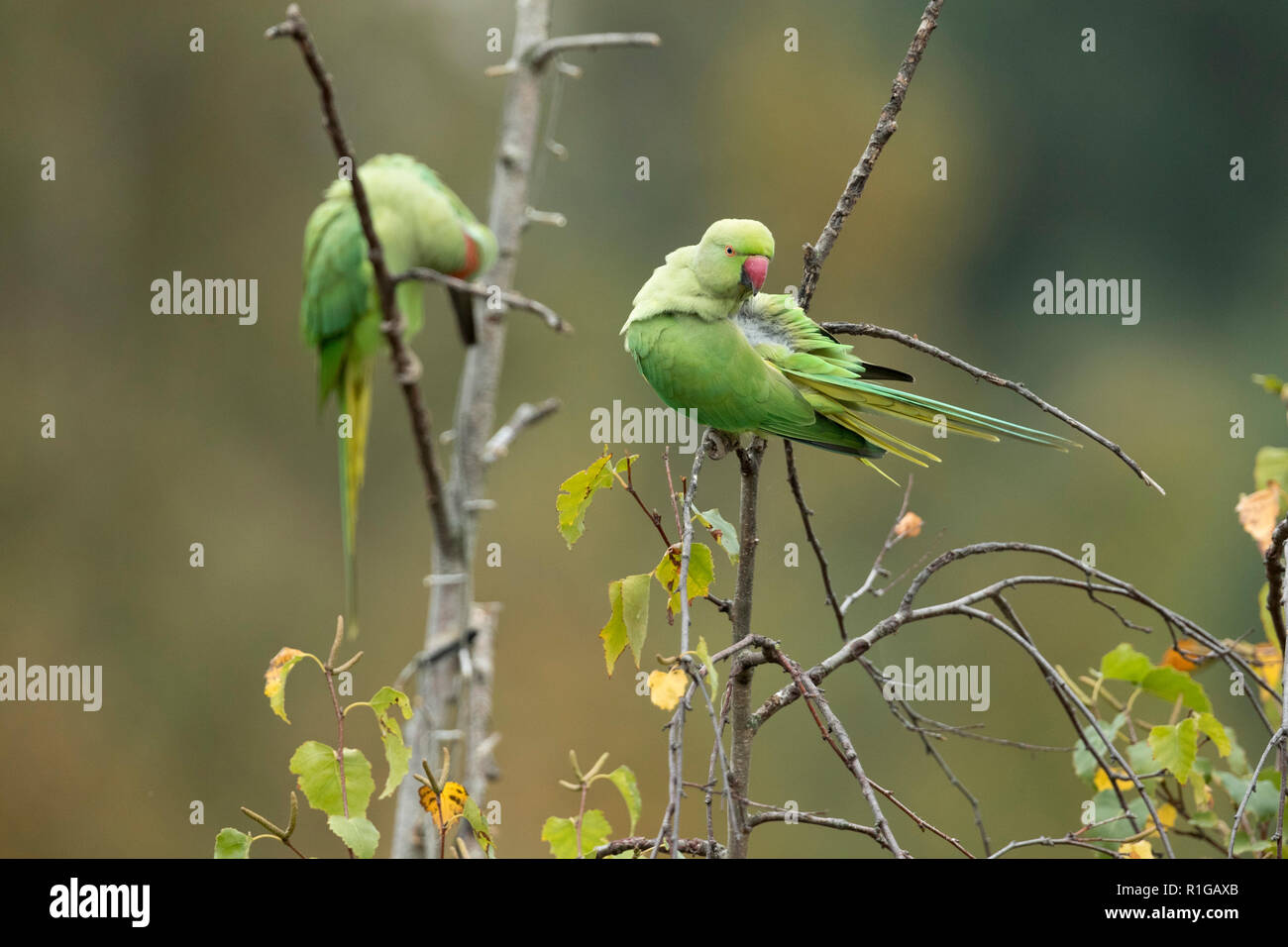 Parakeet preening hi-res stock photography and images - Alamy