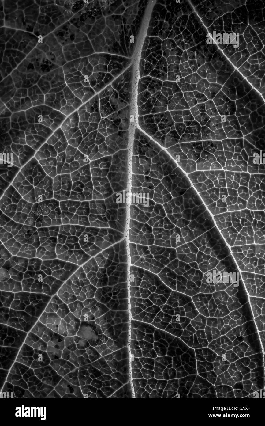 Natural science orange Black and White Stock Photos & Images - Alamy