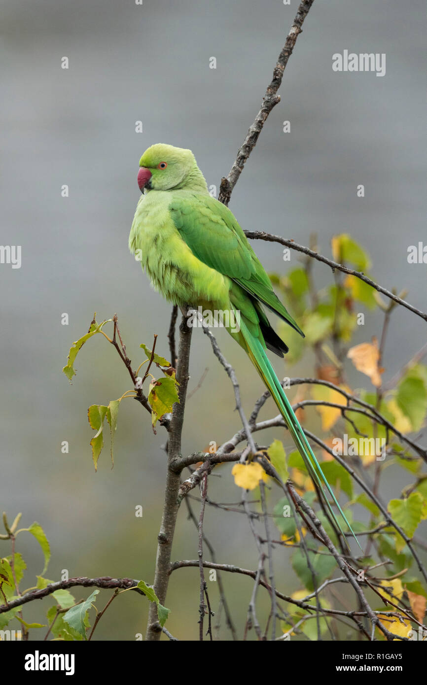 Ring necked parakeet uk hi-res stock photography and images - Alamy