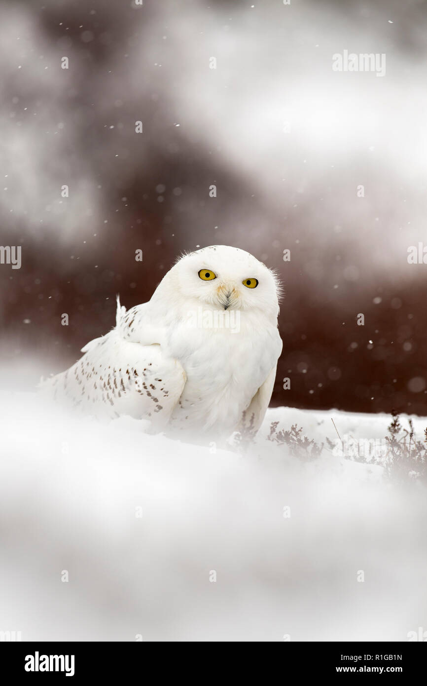 Snow, snowy owl hi-res stock photography and images - Alamy