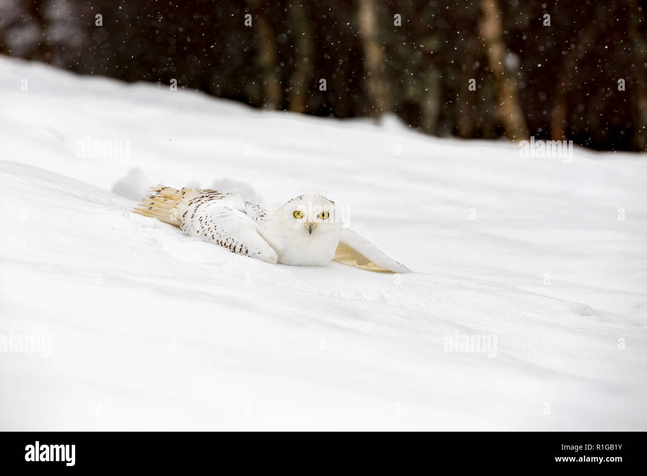 Snowy owl snow hi-res stock photography and images - Alamy